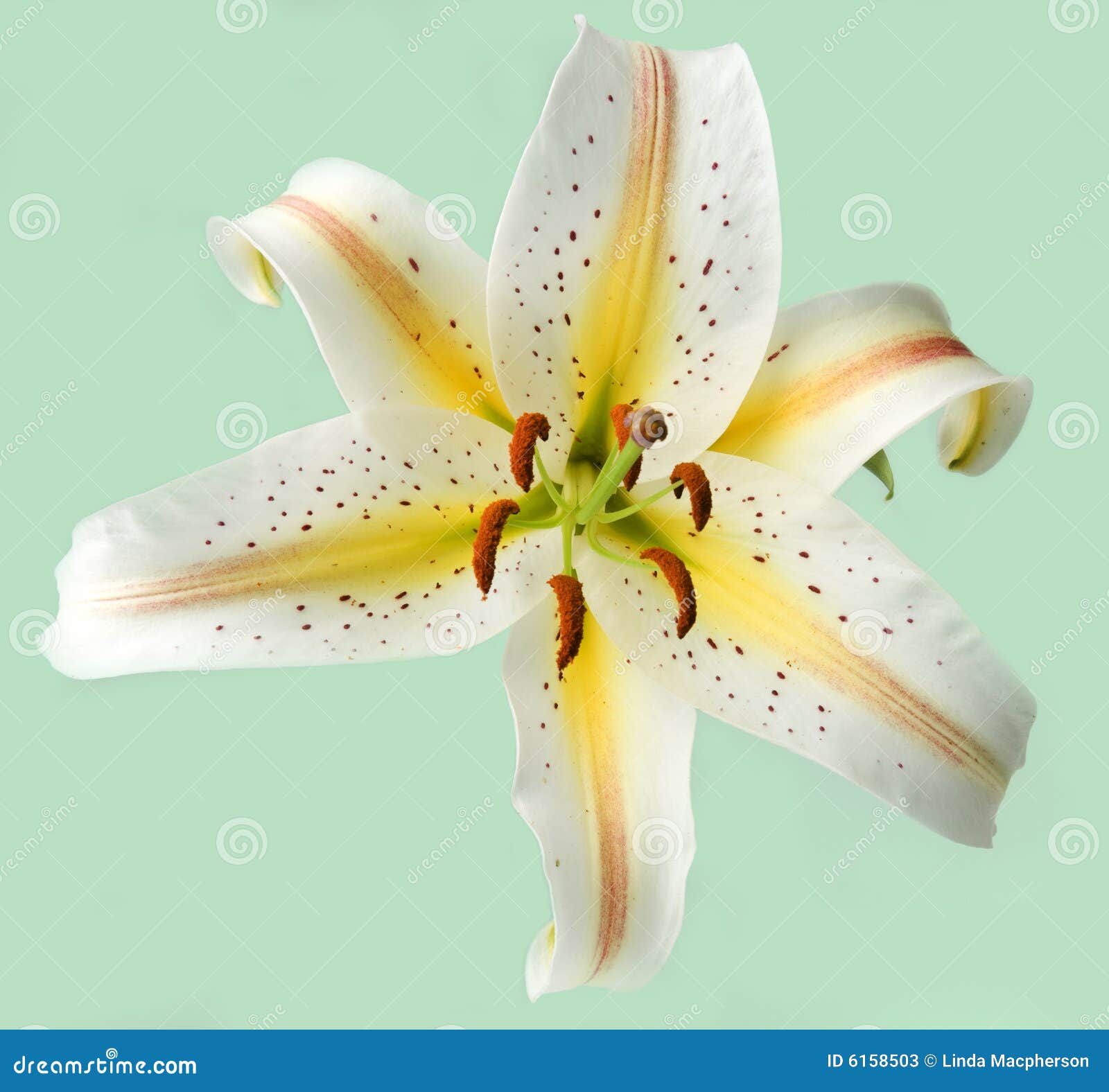 Lis blanc image stock. Image du étamines, oriental, pollen - 6158503