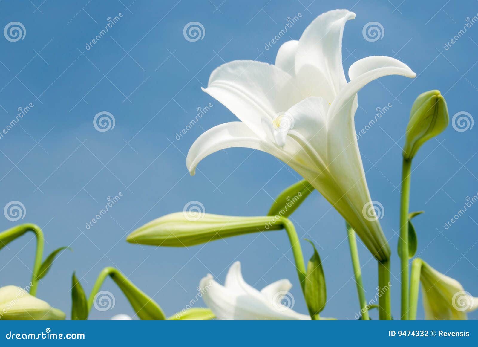 Lis blanc photo stock. Image du fond, herbe, amour, lame - 9474332