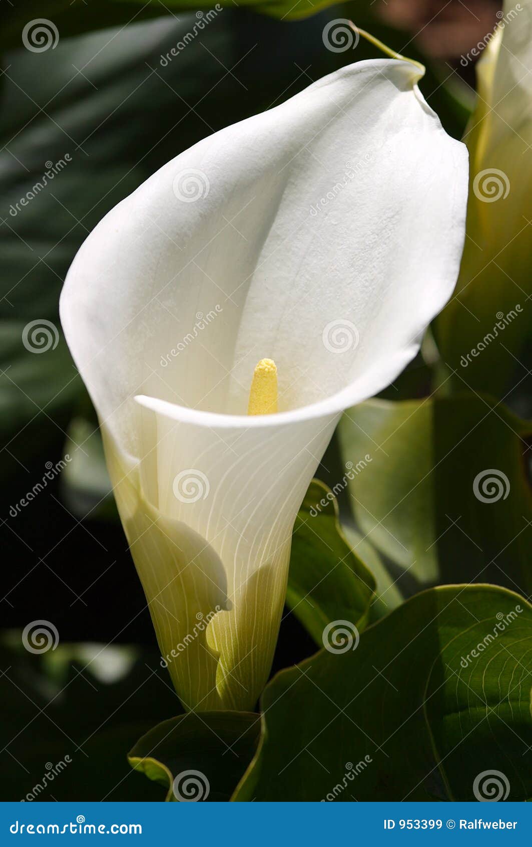 Lis blanc image stock. Image du mariage, frais, lilly, isolement - 953399