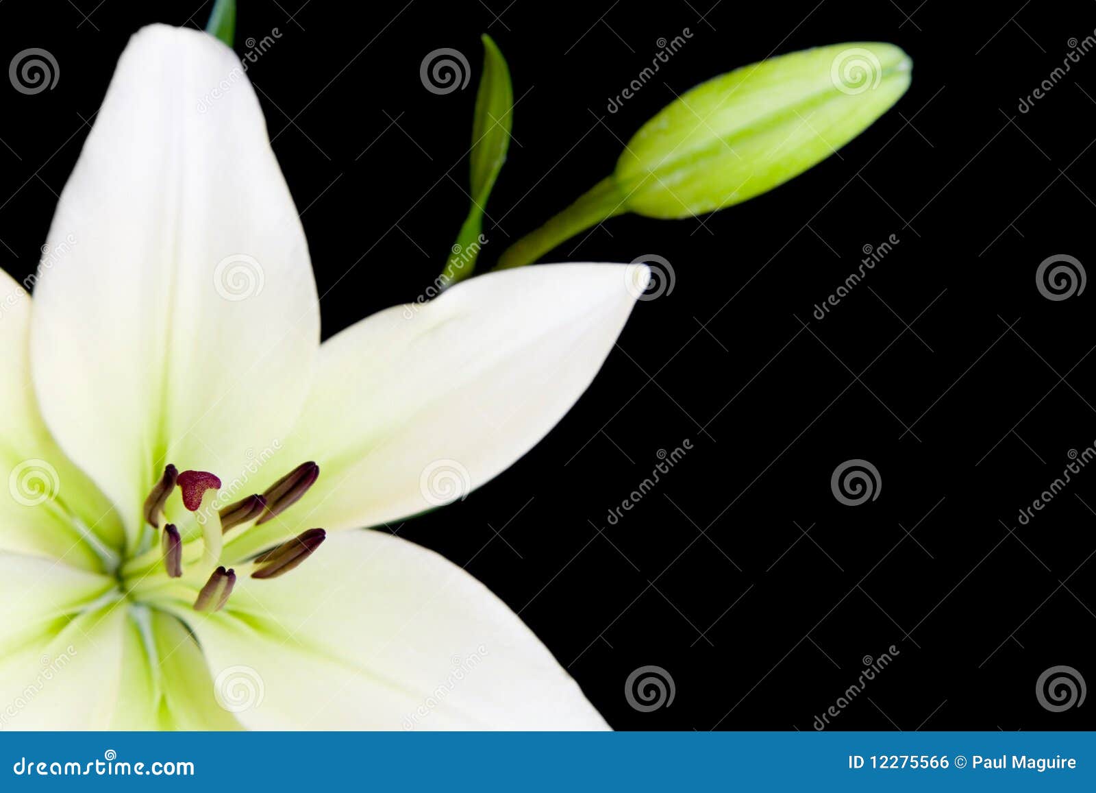 Lis Blanc Avec L'espace De Copie Photo stock - Image du fermer ...