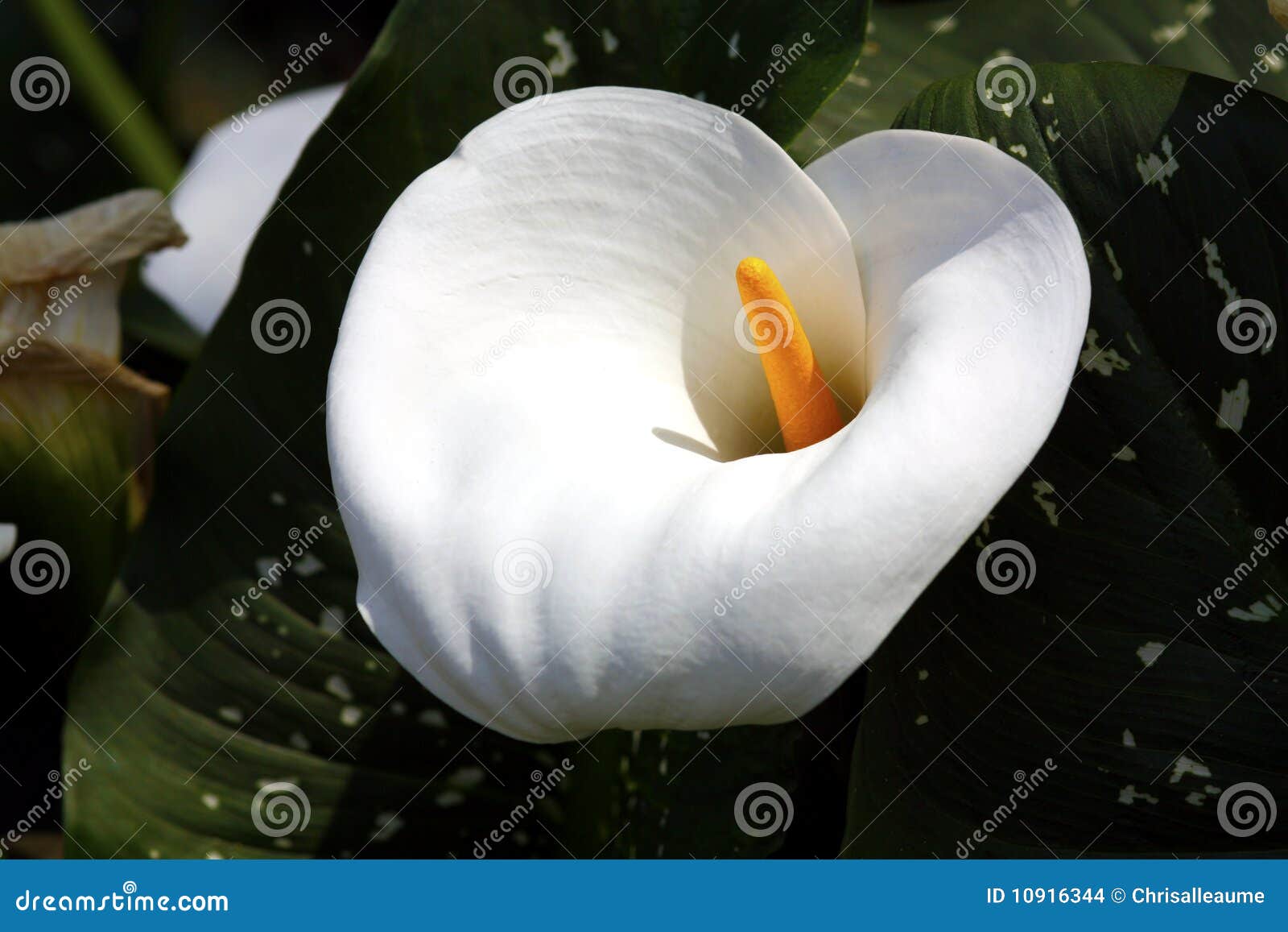 Lis blanc parfait photo stock. Image du nature, buisson - 10916344