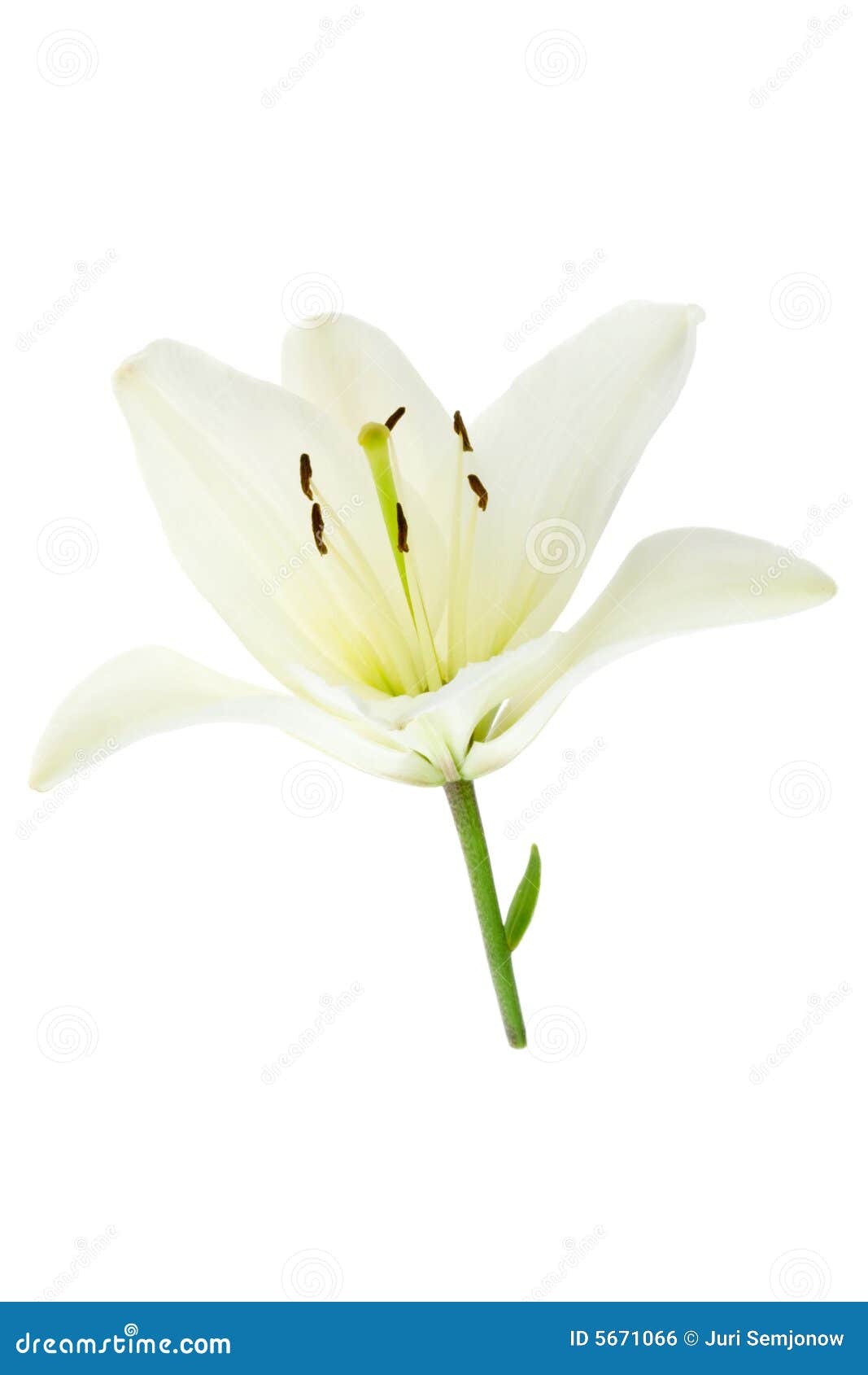 Lis blanc sur le blanc. photo stock. Image du floraison - 5671066