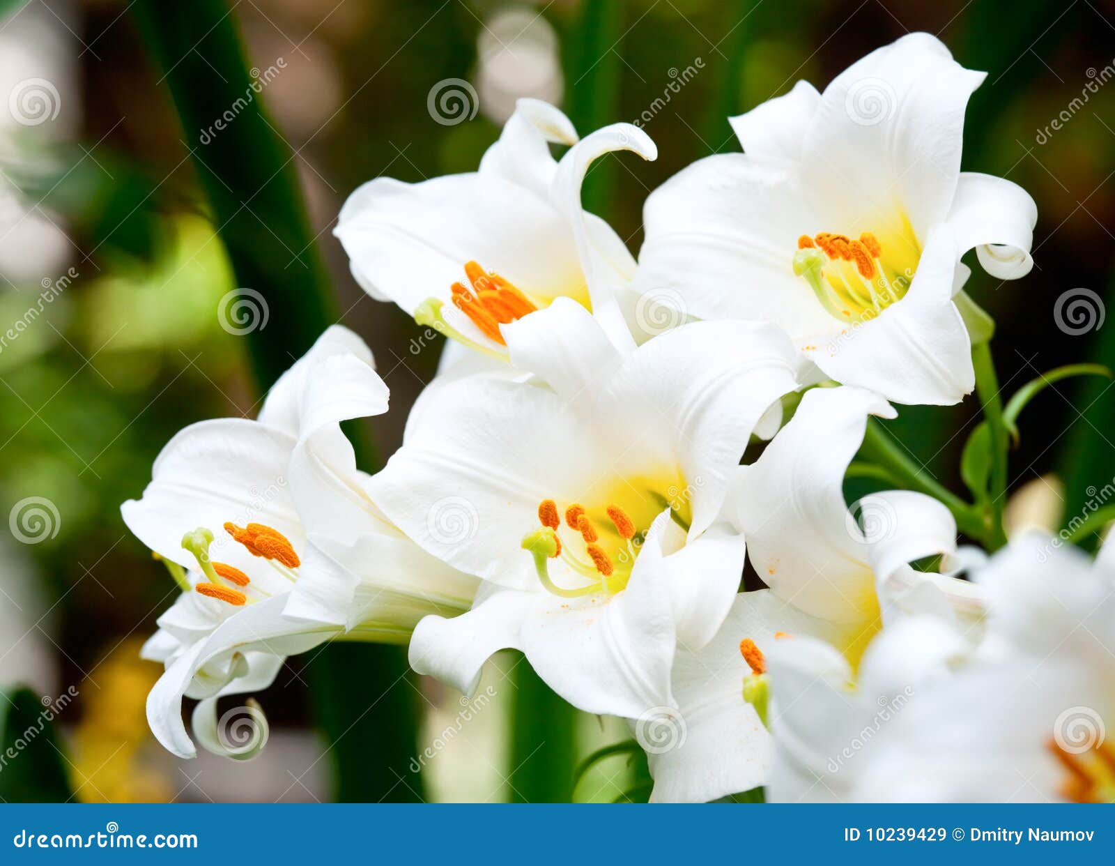 Lis blancs image stock. Image du centrale, personne, fleur - 10239429