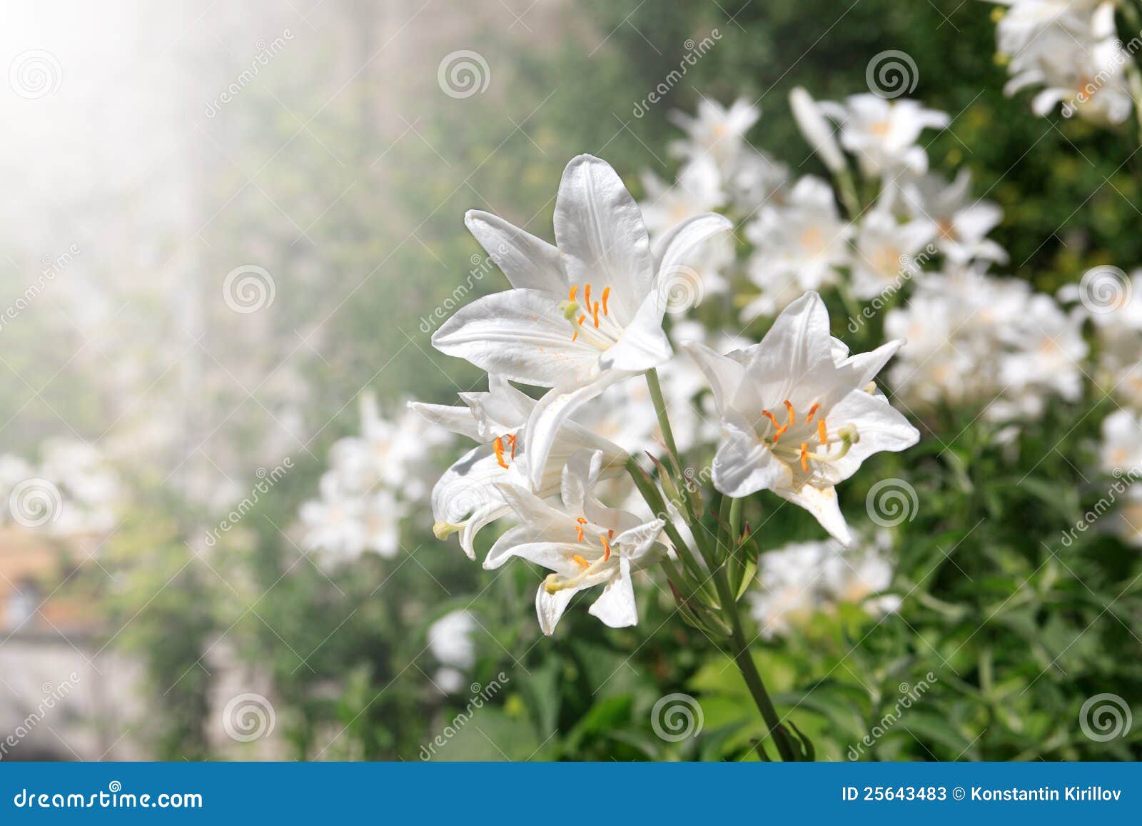 Lis blancs image stock. Image du soleil, jardinage, simple - 25643483