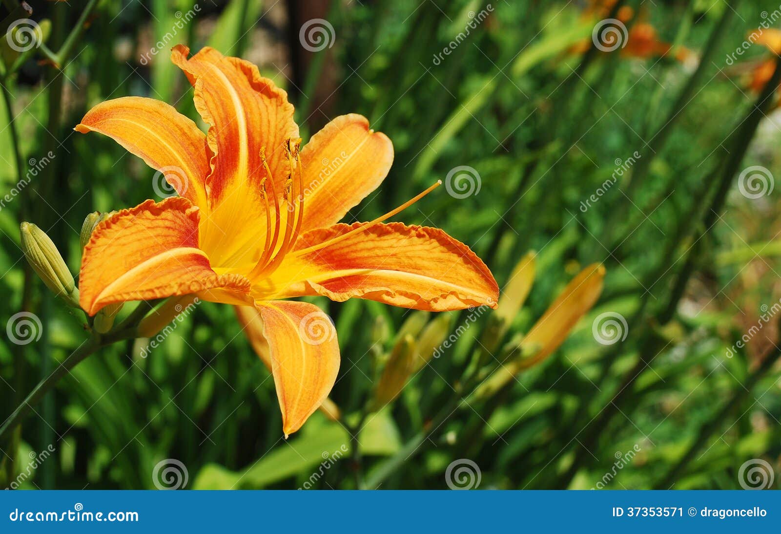 Lis d'orange sauvage image stock. Image of lilly, fleur - 37353571