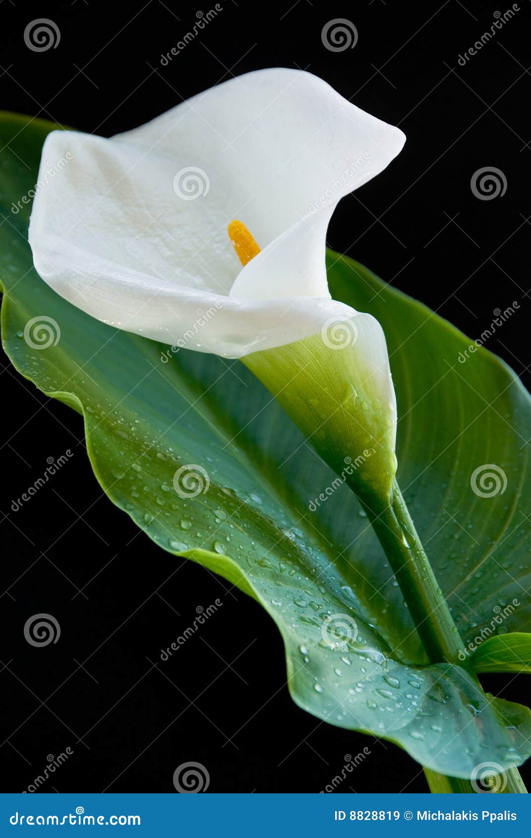 Lis de fleur de calla image stock. Image du isolement - 8828819