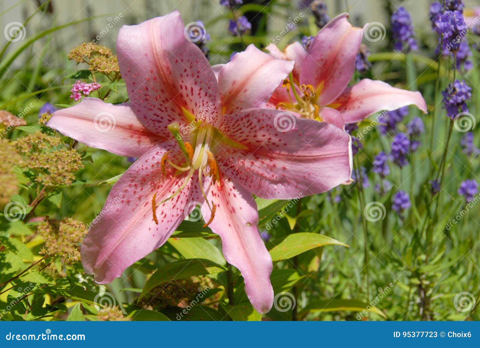 Lis rose d'astronome image stock. Image du jaune, rose - 95377723