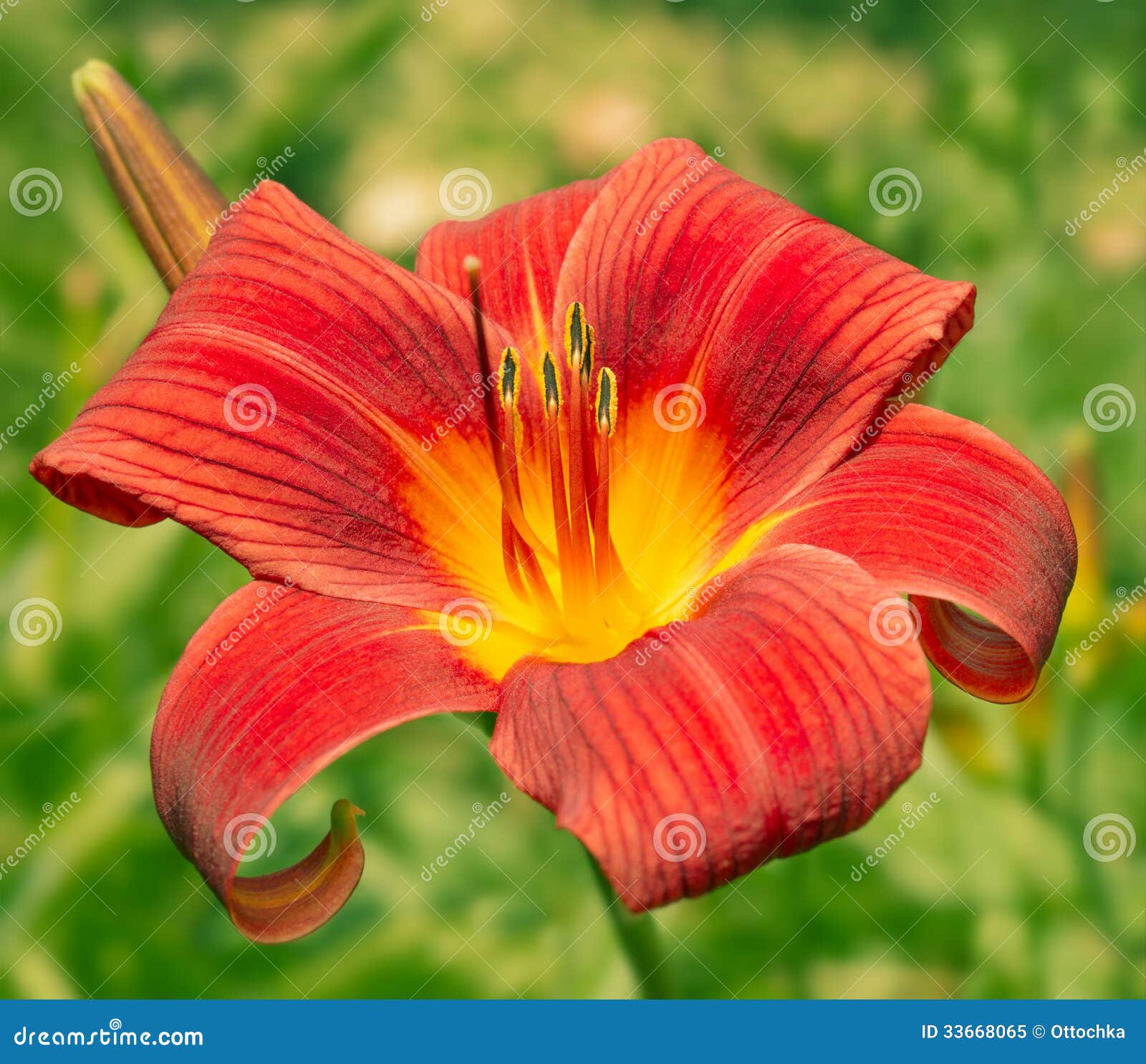 Lis rouge en nature image stock. Image du floral, botanique - 33668065