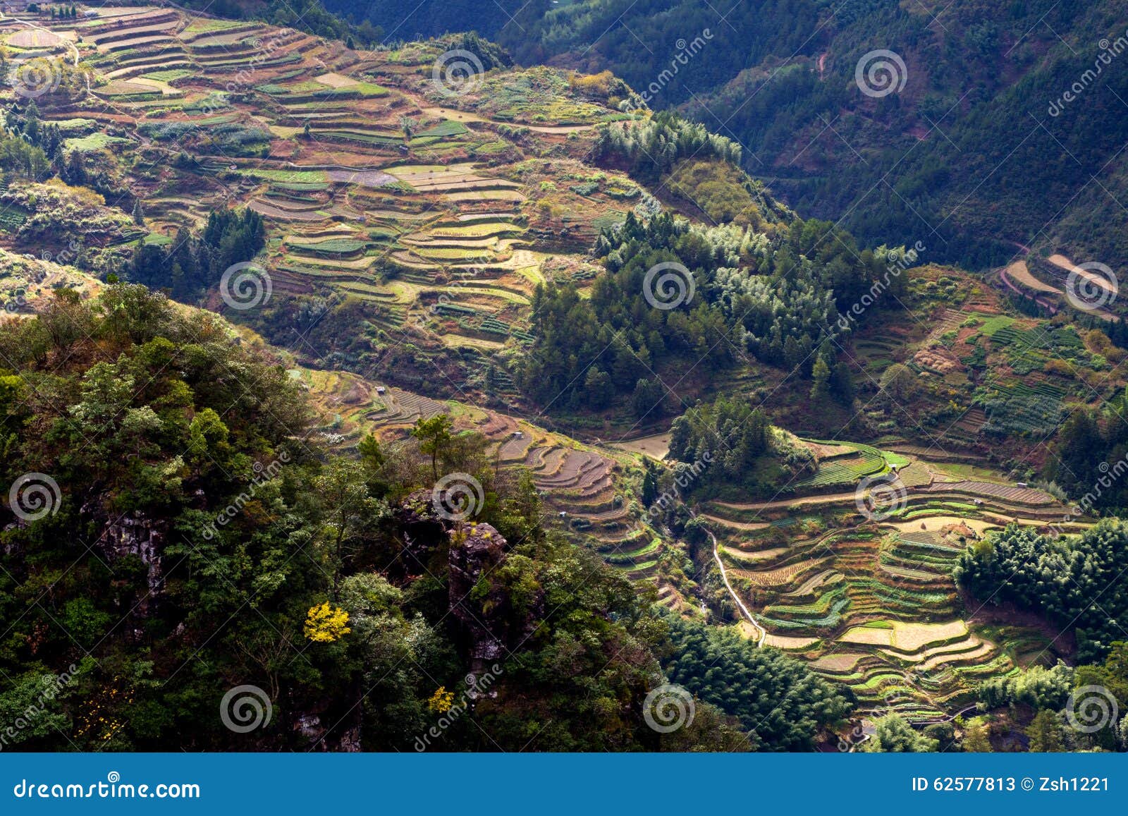 Lishui terrasslandskap fotografering för bildbyråer. Bild av träd ...