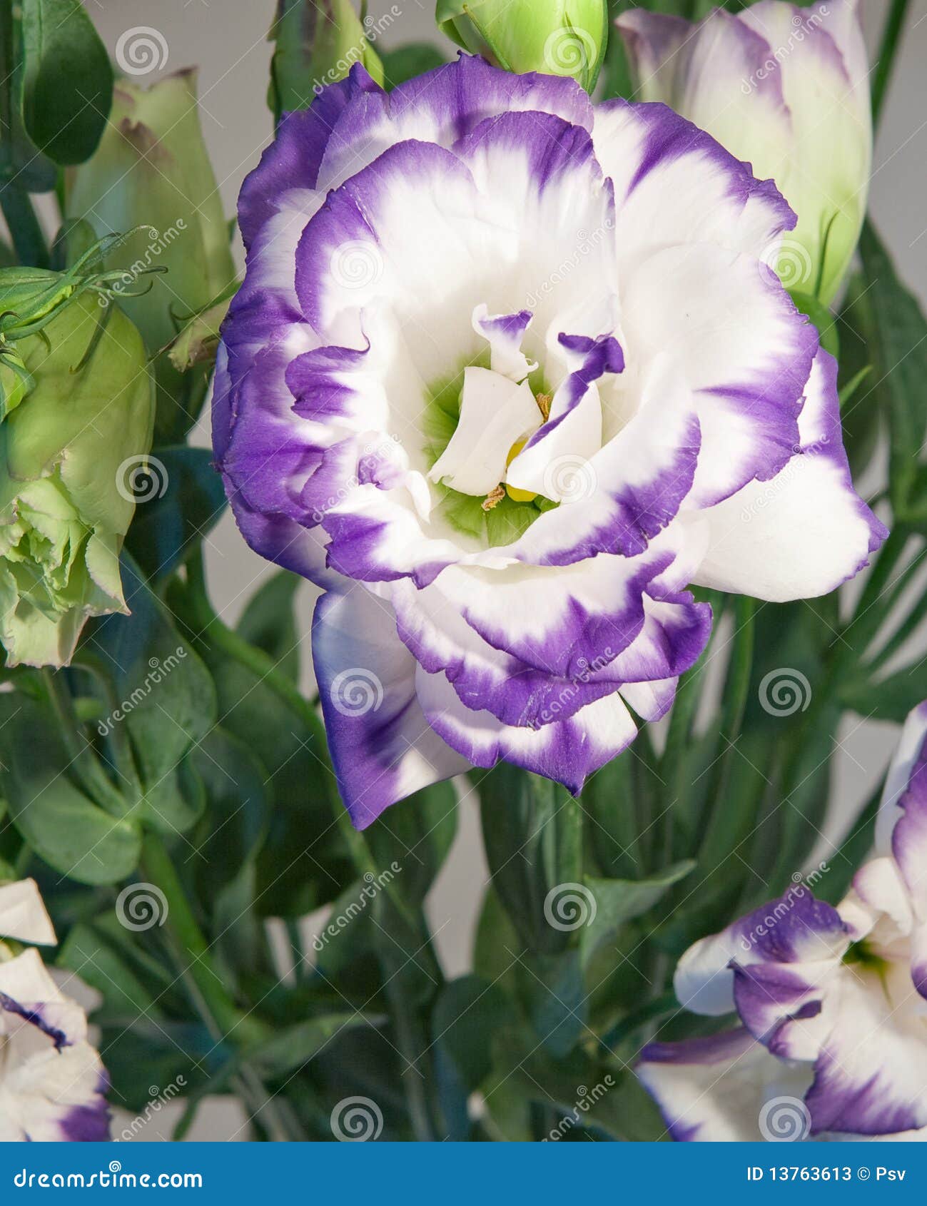 Lisianthus stock image. Image of stem, perennial, purple - 13763613
