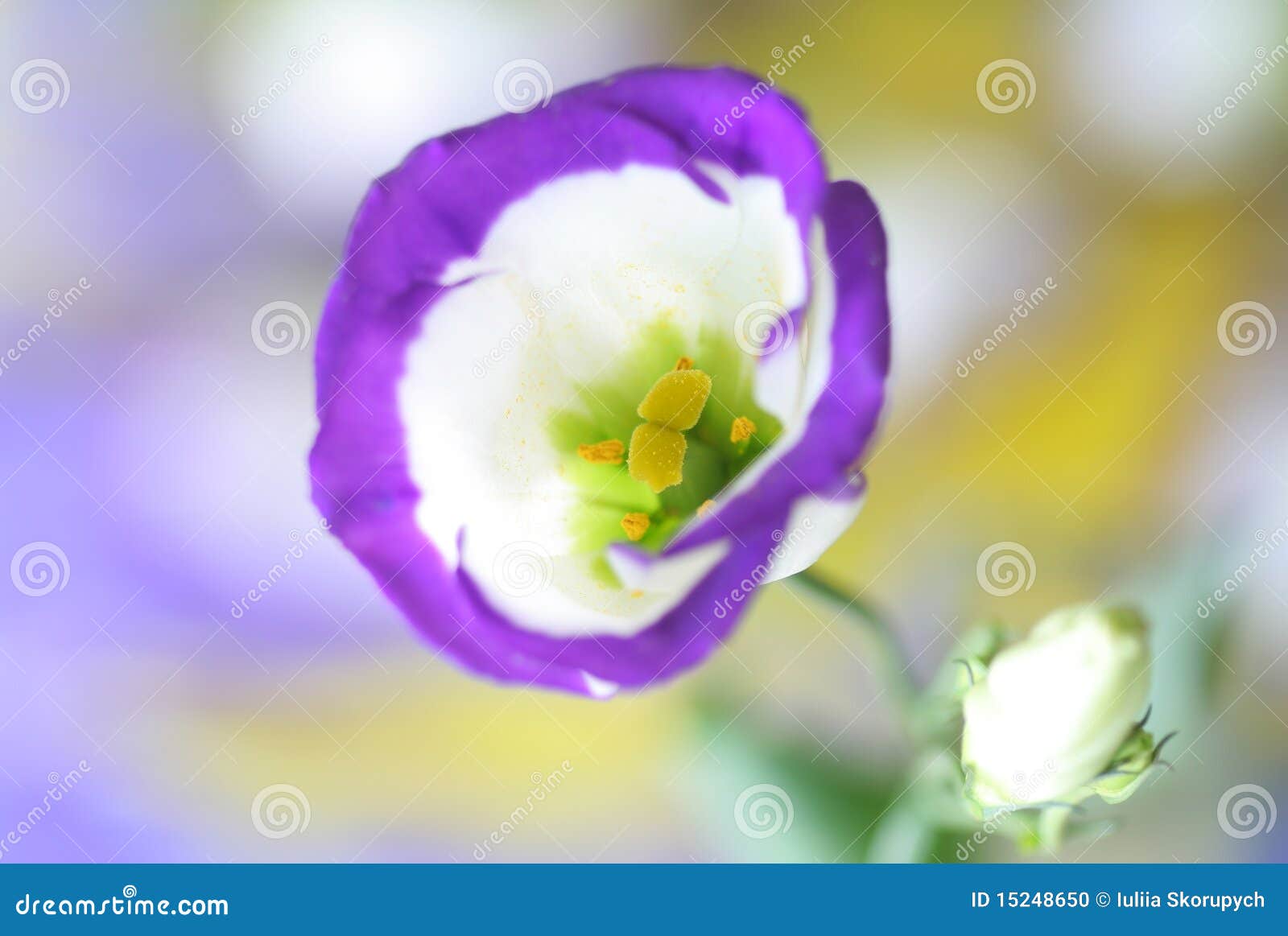 Lisianthus stock photo. Image of elegance, perennial - 15248650
