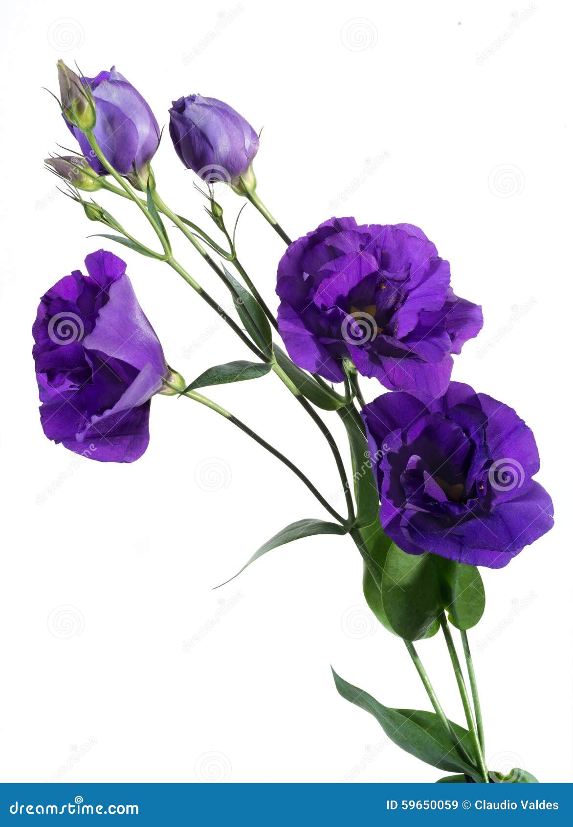 149 Isolated Light Blue Eustoma Stock Photos - Free & Royalty-Free ...