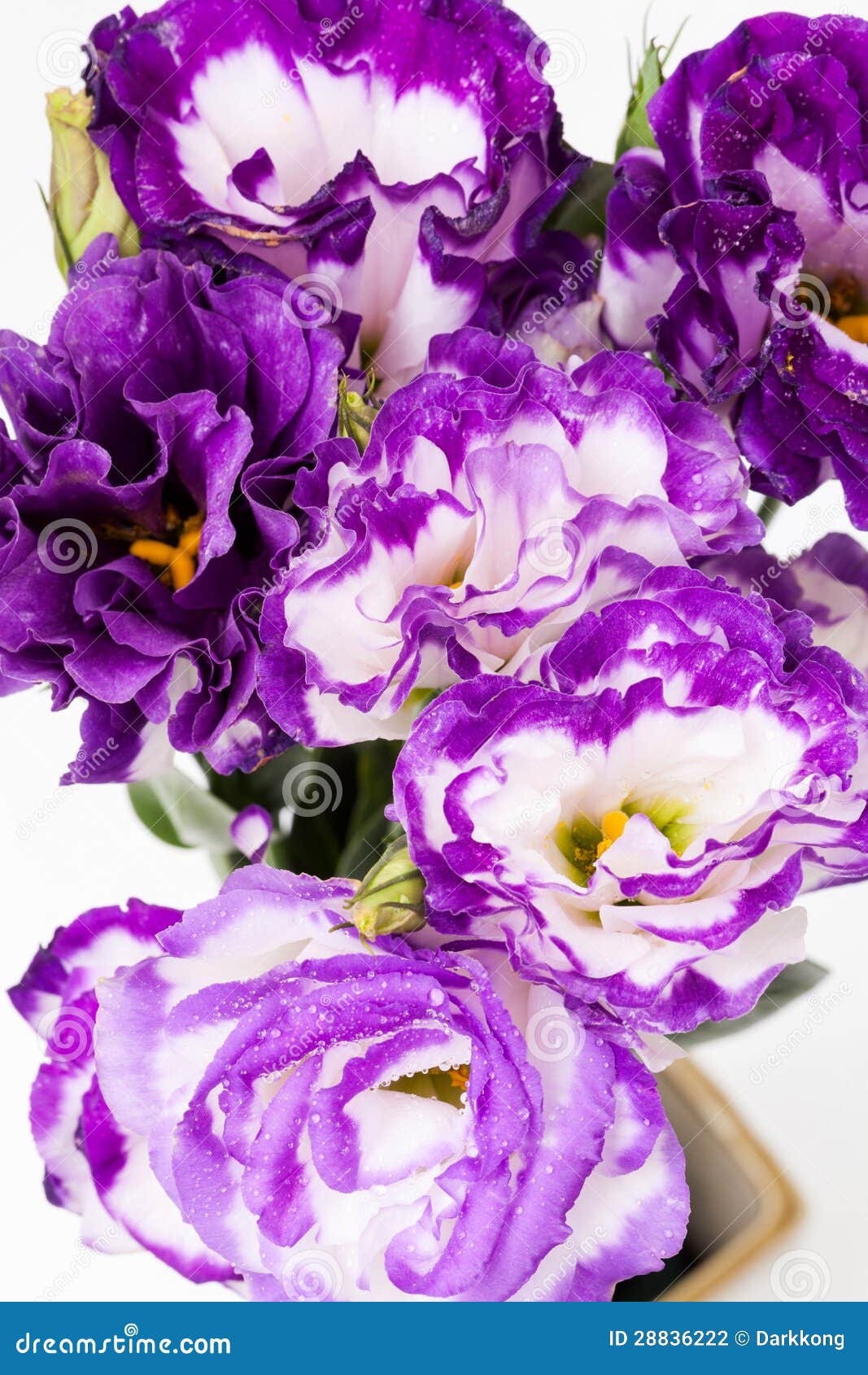 Lisianthus flower stock photo. Image of closeup, fresh - 28836222