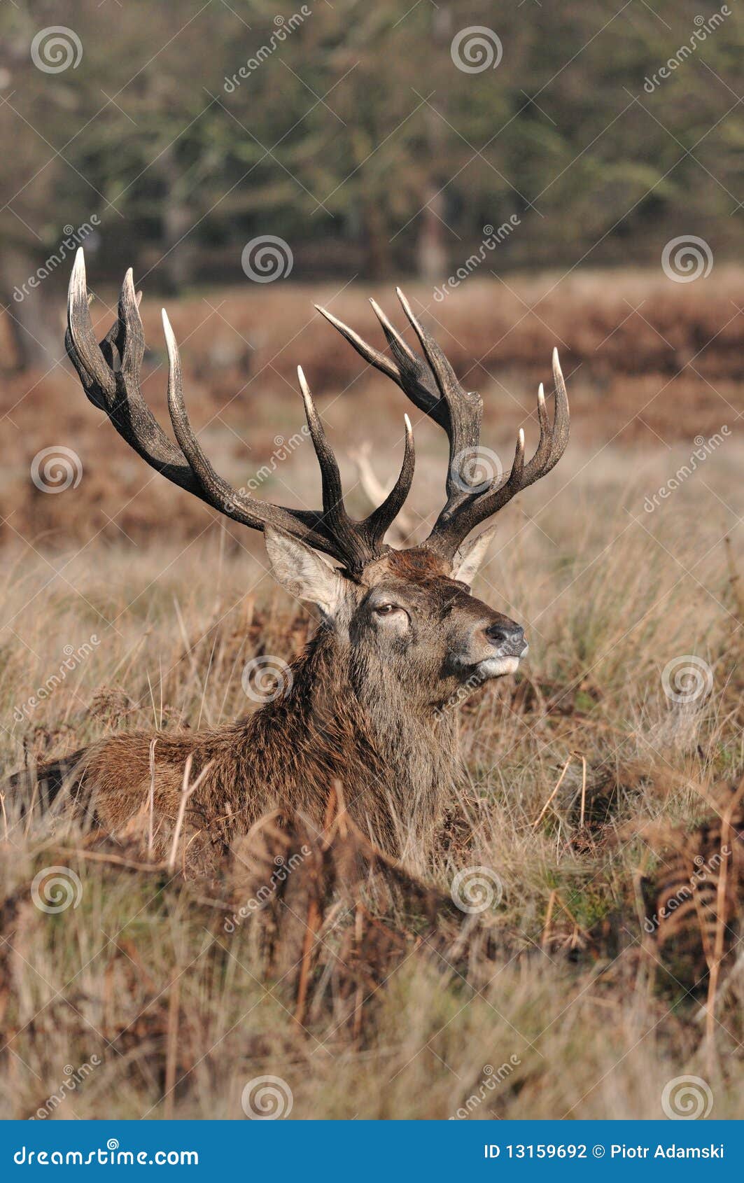 Lisma arkivfoto. Bild av lisma, beta, försiktigt, majestätiskt - 13159692