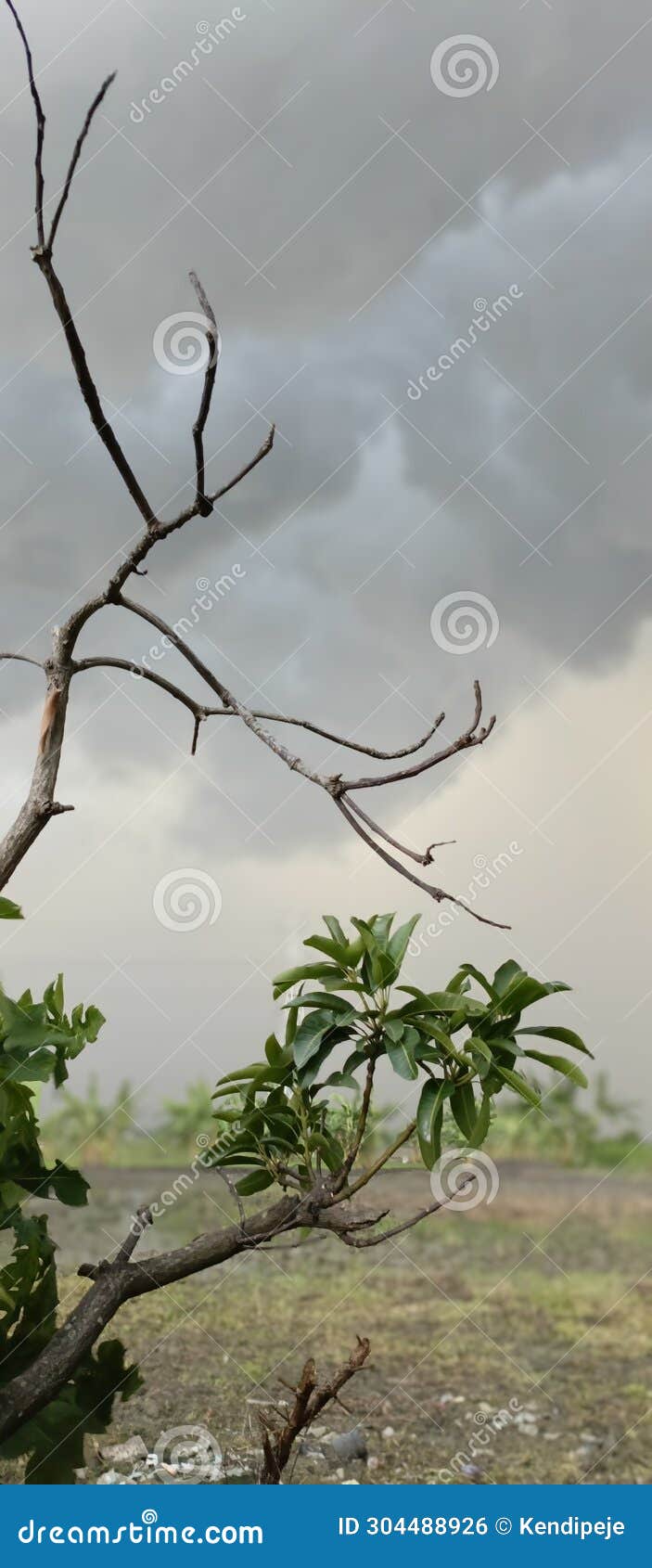 Listen when the Nature Call Stock Photo - Image of grass, tree: 304488926