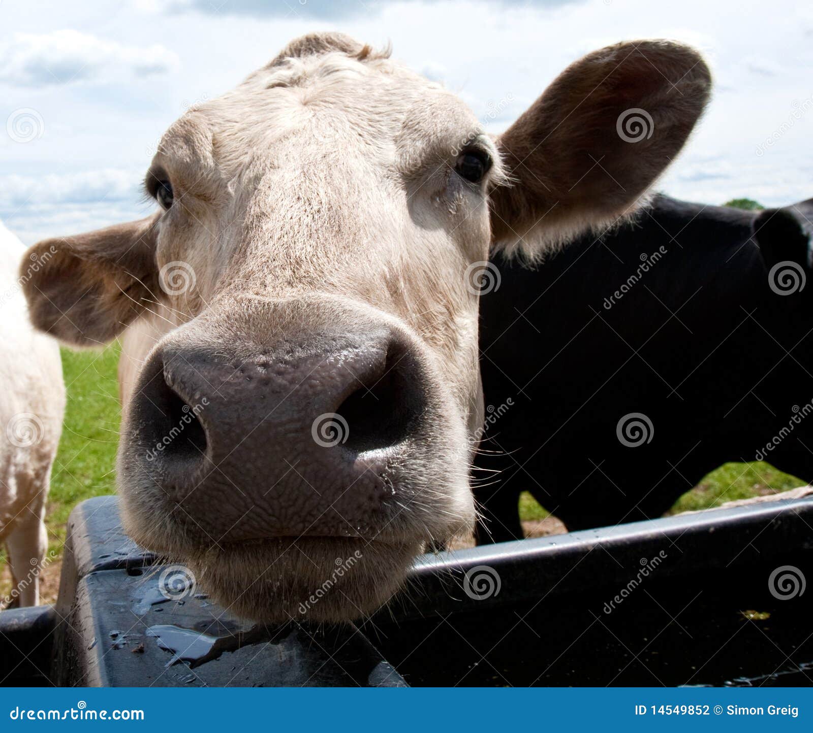 Listening Cow stock photo. Image of farm, outdoor, listening - 14549852