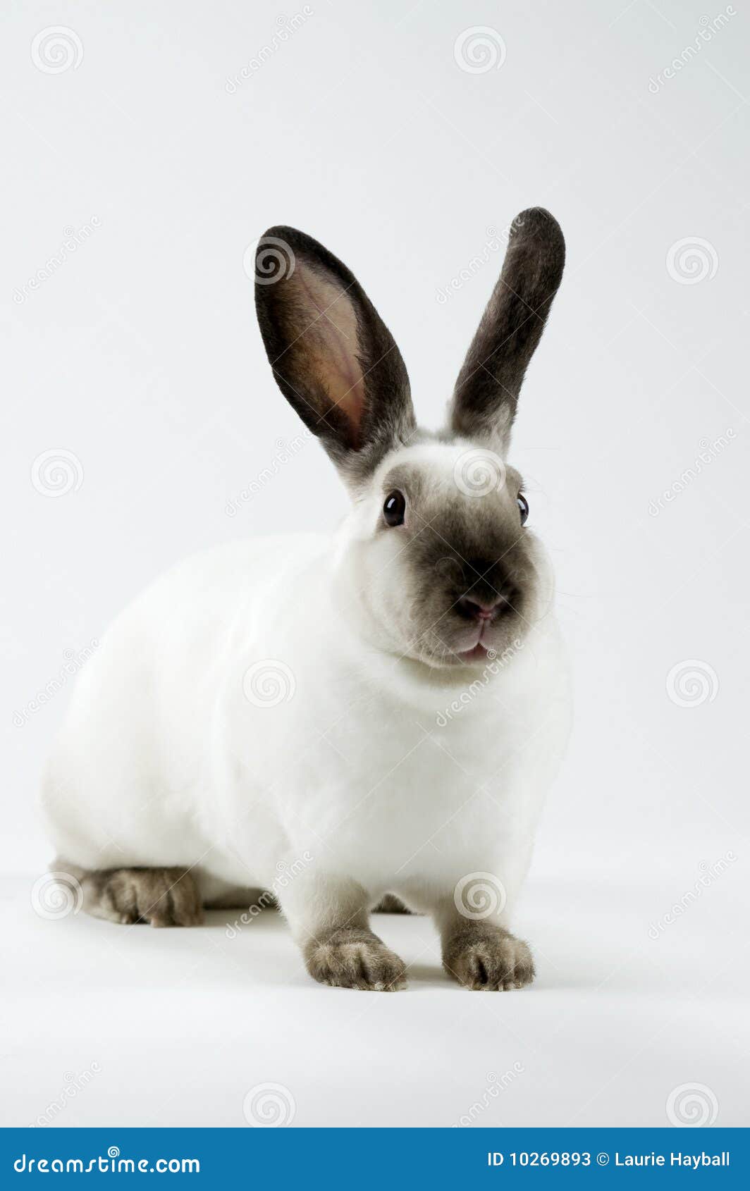 Listening rabbit stock image. Image of domestic, smooth - 10269893