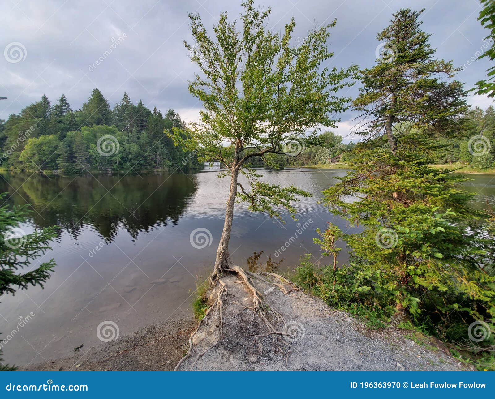 Listless stock photo. Image of canada, wilderness, nature - 196363970