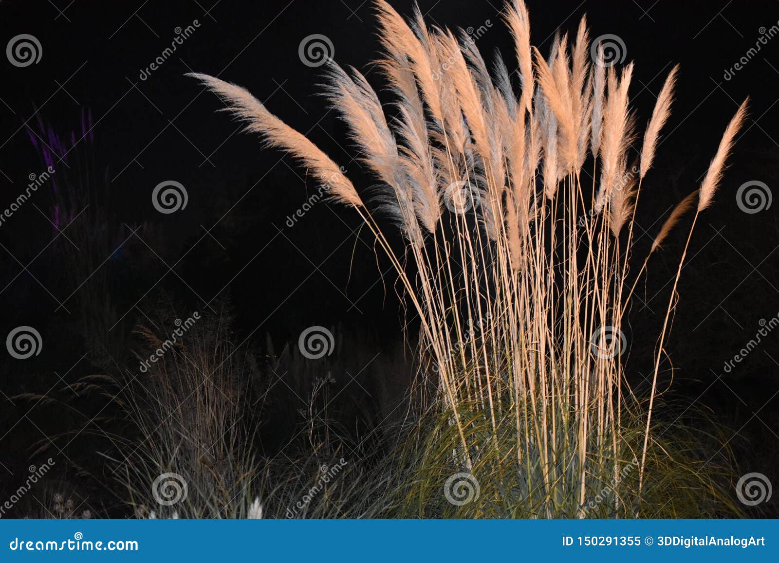 Grass in the Night stock image. Image of interesting - 150291355