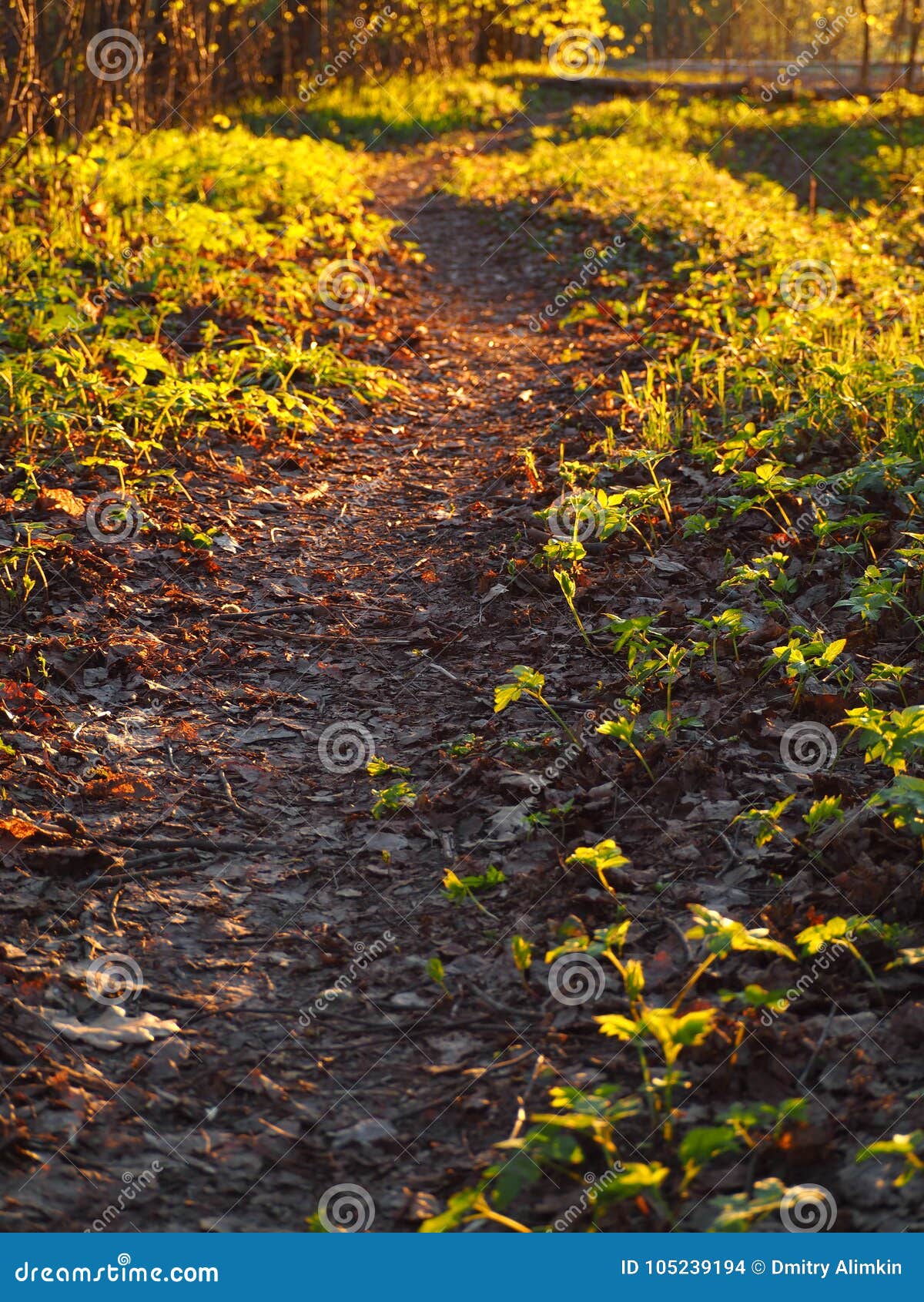 Lit the path stock photo. Image of footpath, trail, plants - 105239194