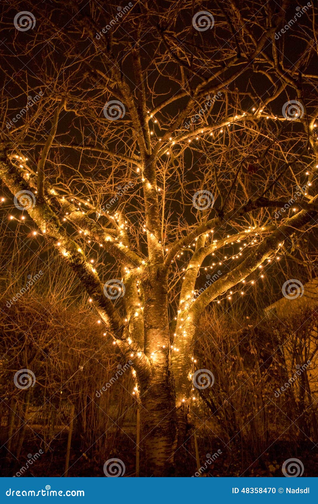Lit up Christmas tree stock photo. Image of swiss, travel - 48358470