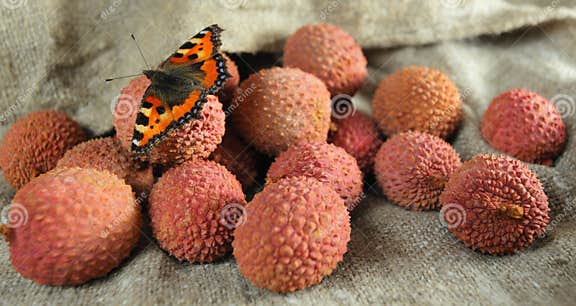 Litchi stock photo. Image of eating, pile, tasty, insect - 12852218