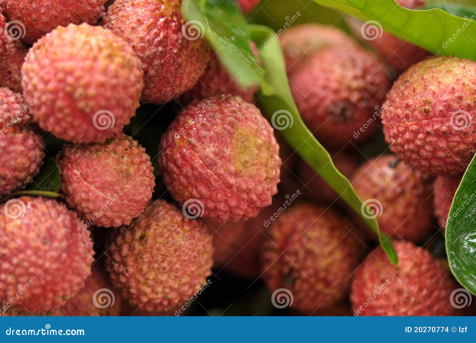 Litchi stock photo. Image of closeup, agriculture, lychee - 20270774