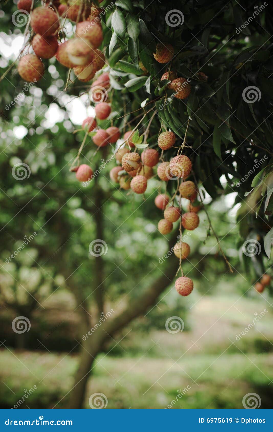 Litchi stock image. Image of outdoor, green, garden, tasty - 6975619