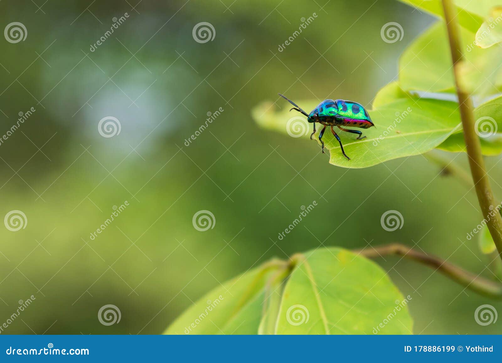 Litchi bug stock image. Image of chrysocoris, beetle - 178886199