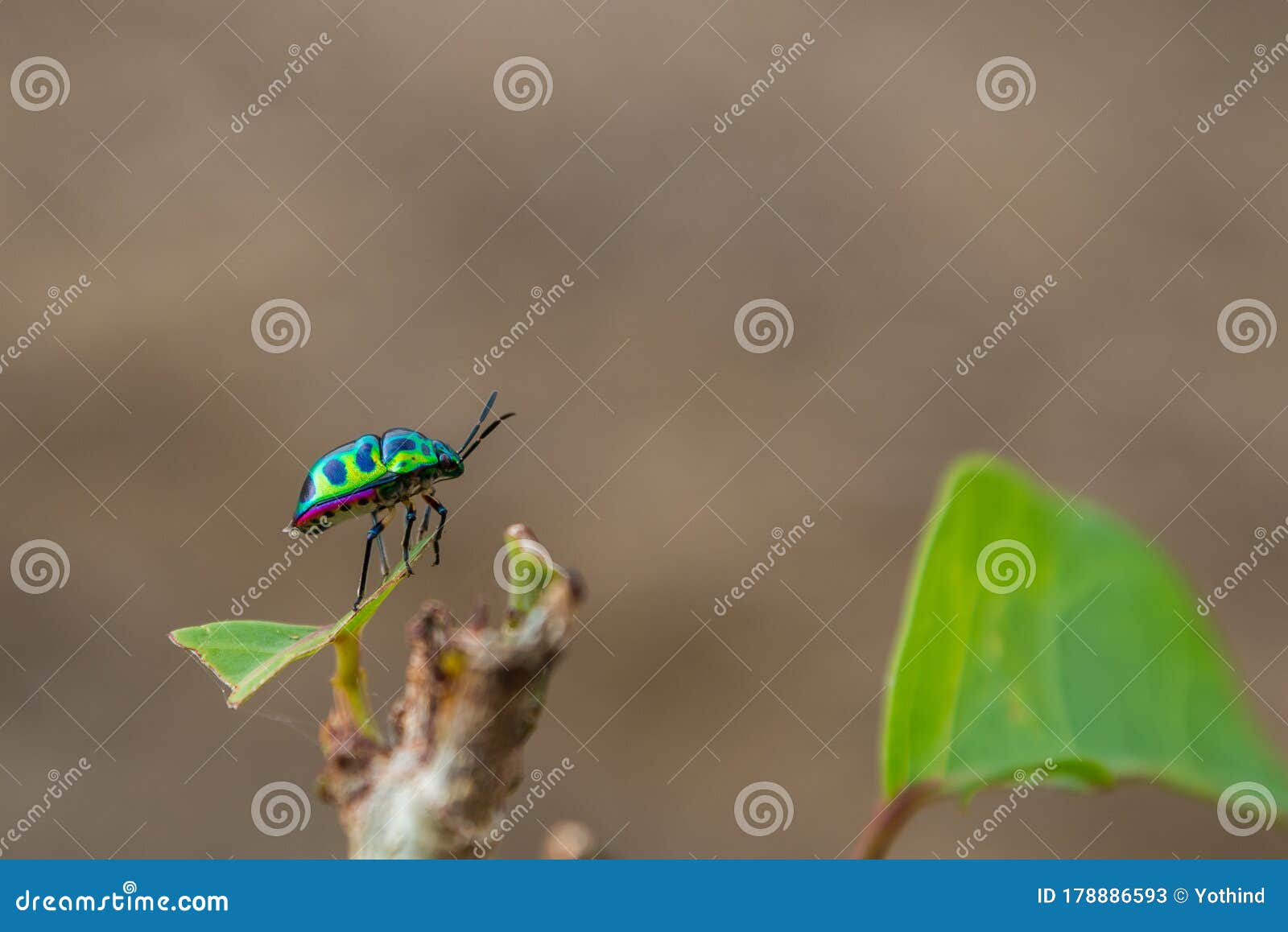 Litchi bug stock image. Image of insect, litchi, wing - 178886593
