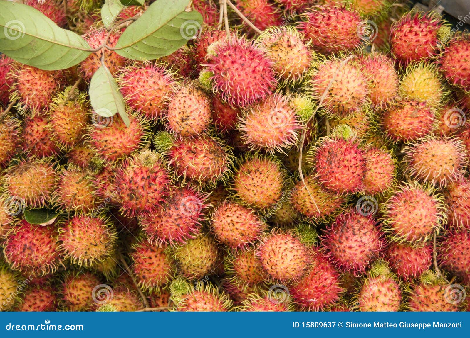 Litchi chinensis stock image. Image of skin, nutrition - 15809637