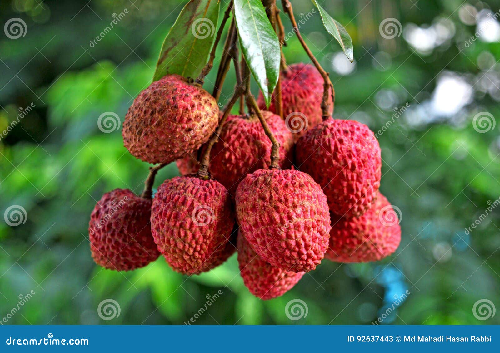 Litchi on green background stock image. Image of horizontal - 92637443