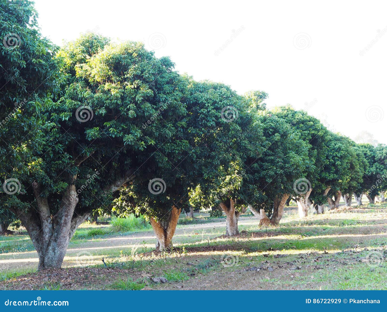 Litchi Trees in the Farm. Lychee Orchard Stock Image - Image of thai ...