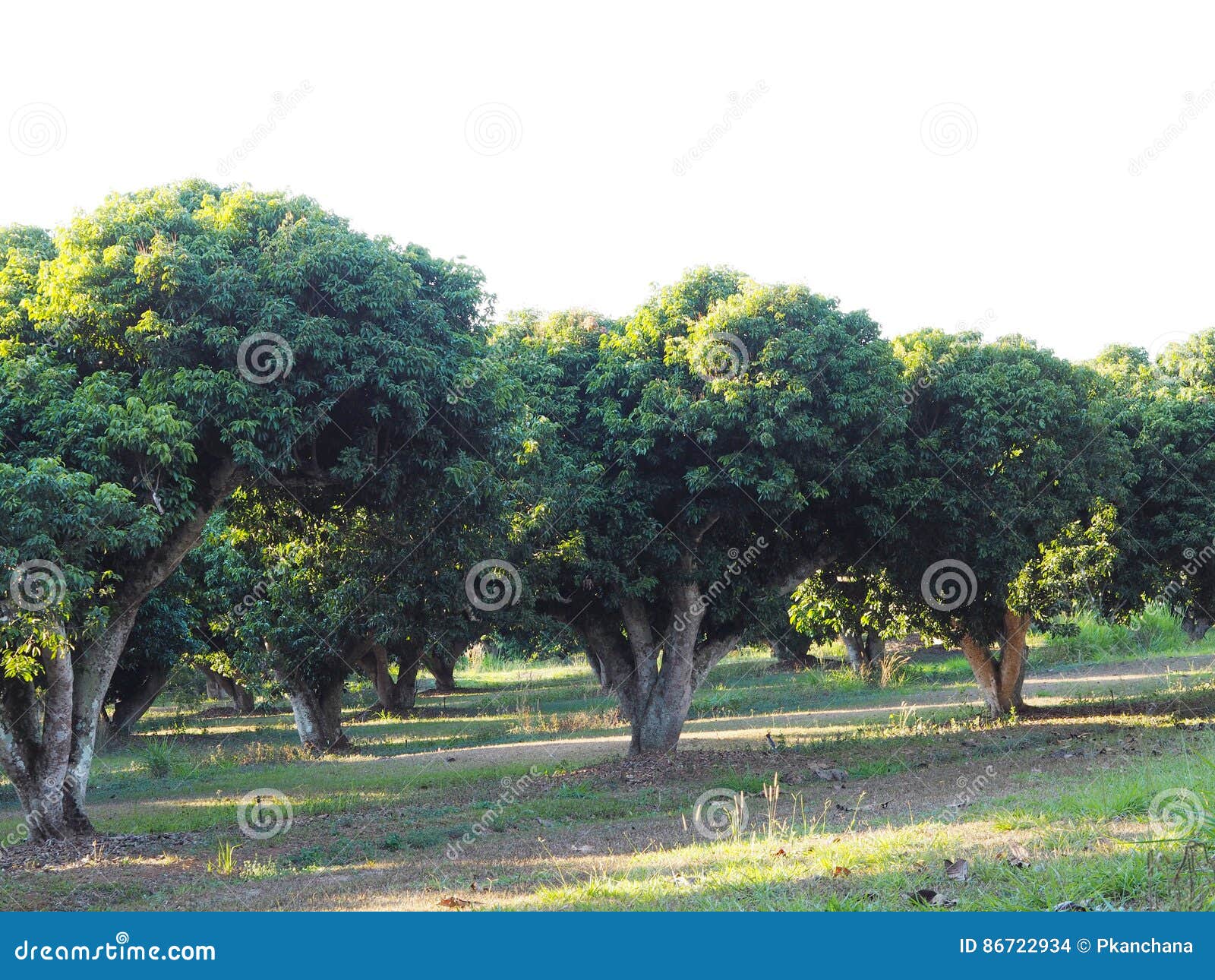 Litchi Trees in the Farm. Lychee Orchard Stock Photo - Image of ...