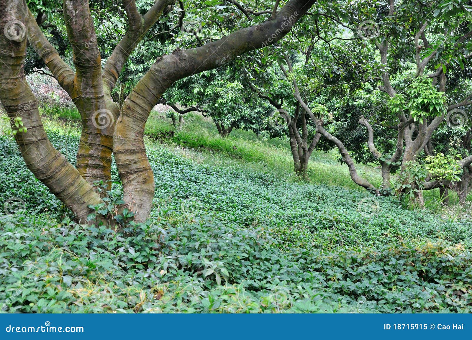 Litchi trees on hillside stock image. Image of lichi - 18715915