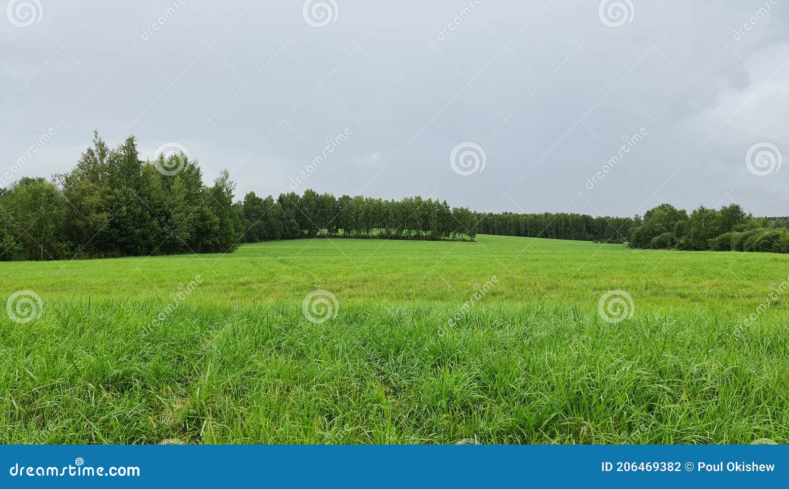Lite grass field stock photo. Image of plain, meadow - 206469382