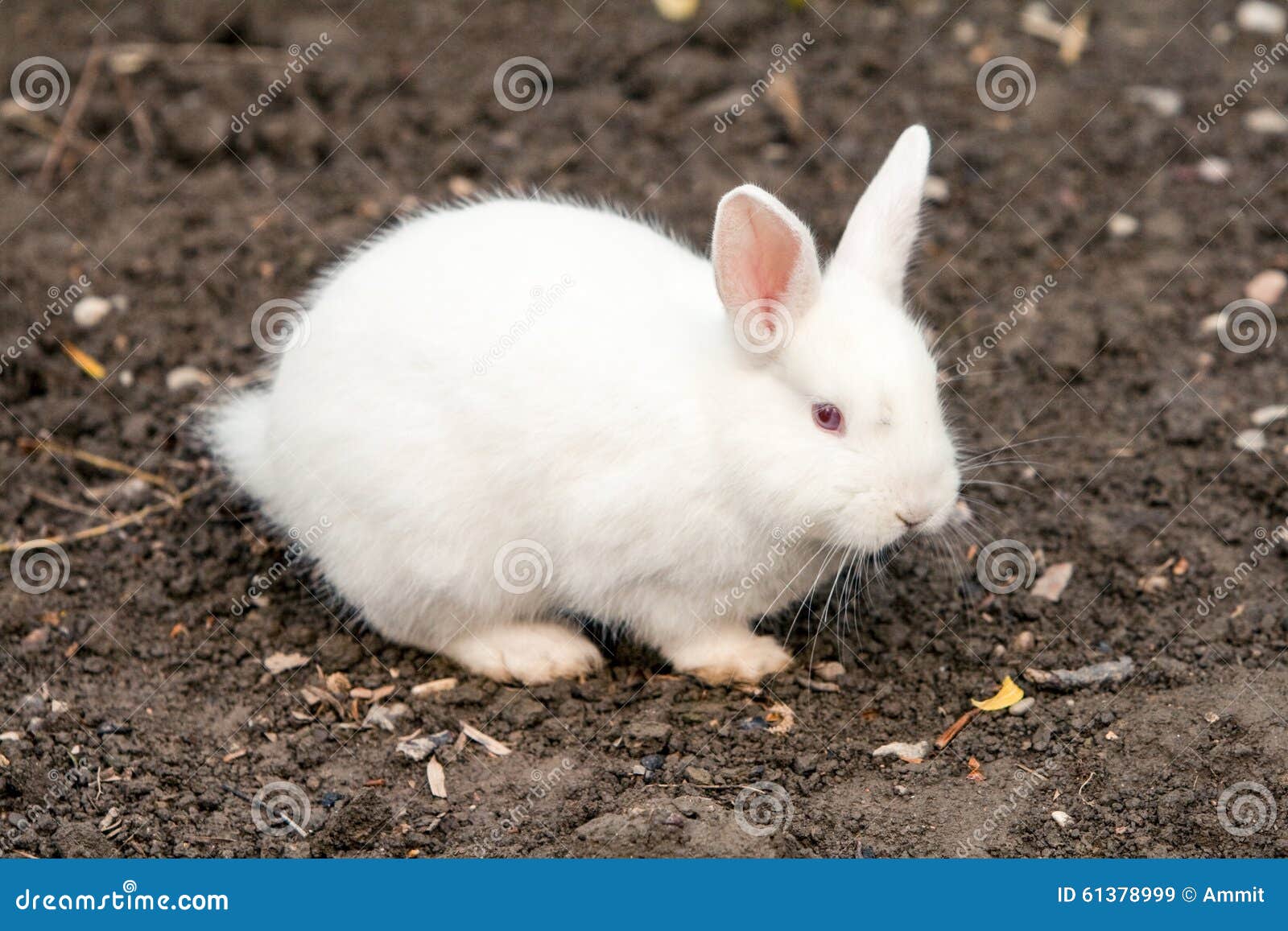 Liten angora- kanin fotografering för bildbyråer. Bild av däggdjur ...