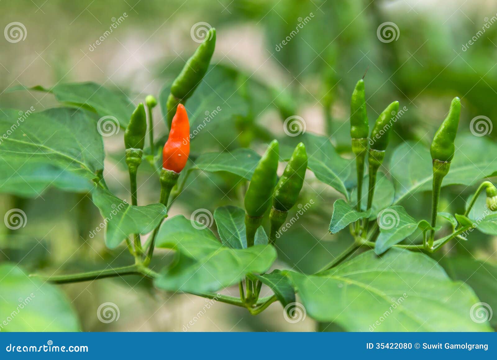 Liten chili arkivfoto. Bild av organiskt, växt, sunt - 35422080