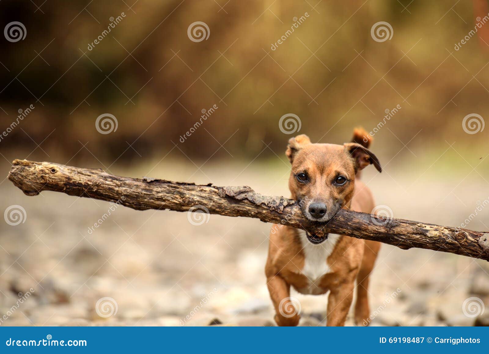 Liten hund, stor pinne fotografering för bildbyråer. Bild av vitt ...