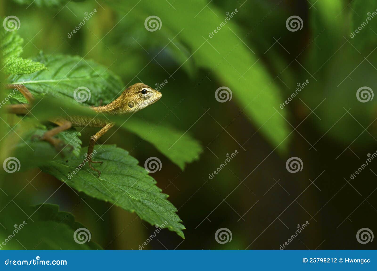 Liten kameleont arkivfoto. Bild av teman, askfat, skog - 25798212