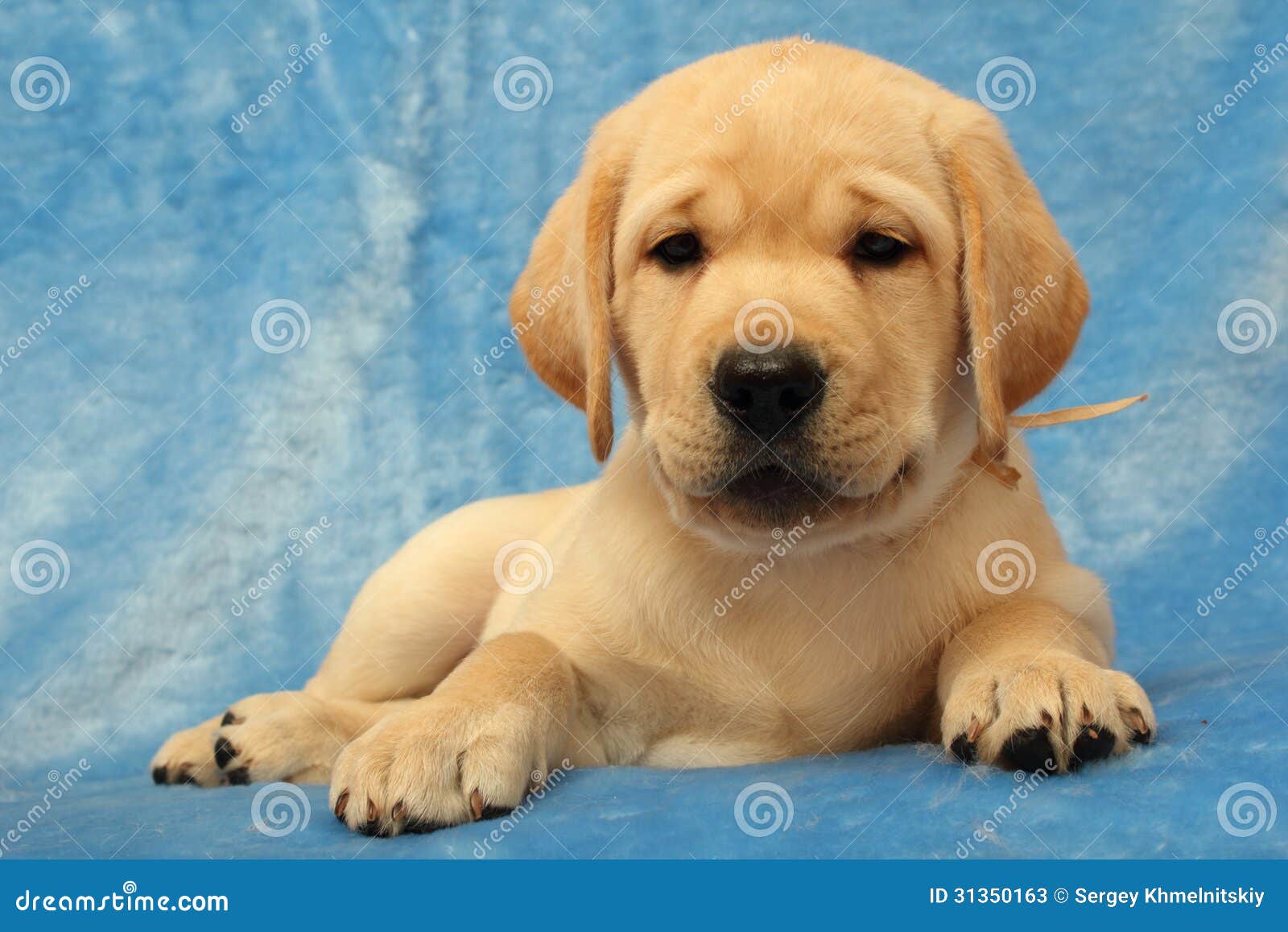 Liten labrador valp fotografering för bildbyråer. Bild av stamträd ...