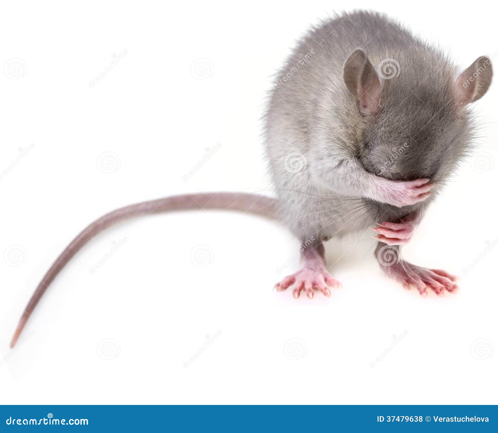 Liten mus arkivfoto. Bild av tjalla, blygt, sjukdomar - 37479638