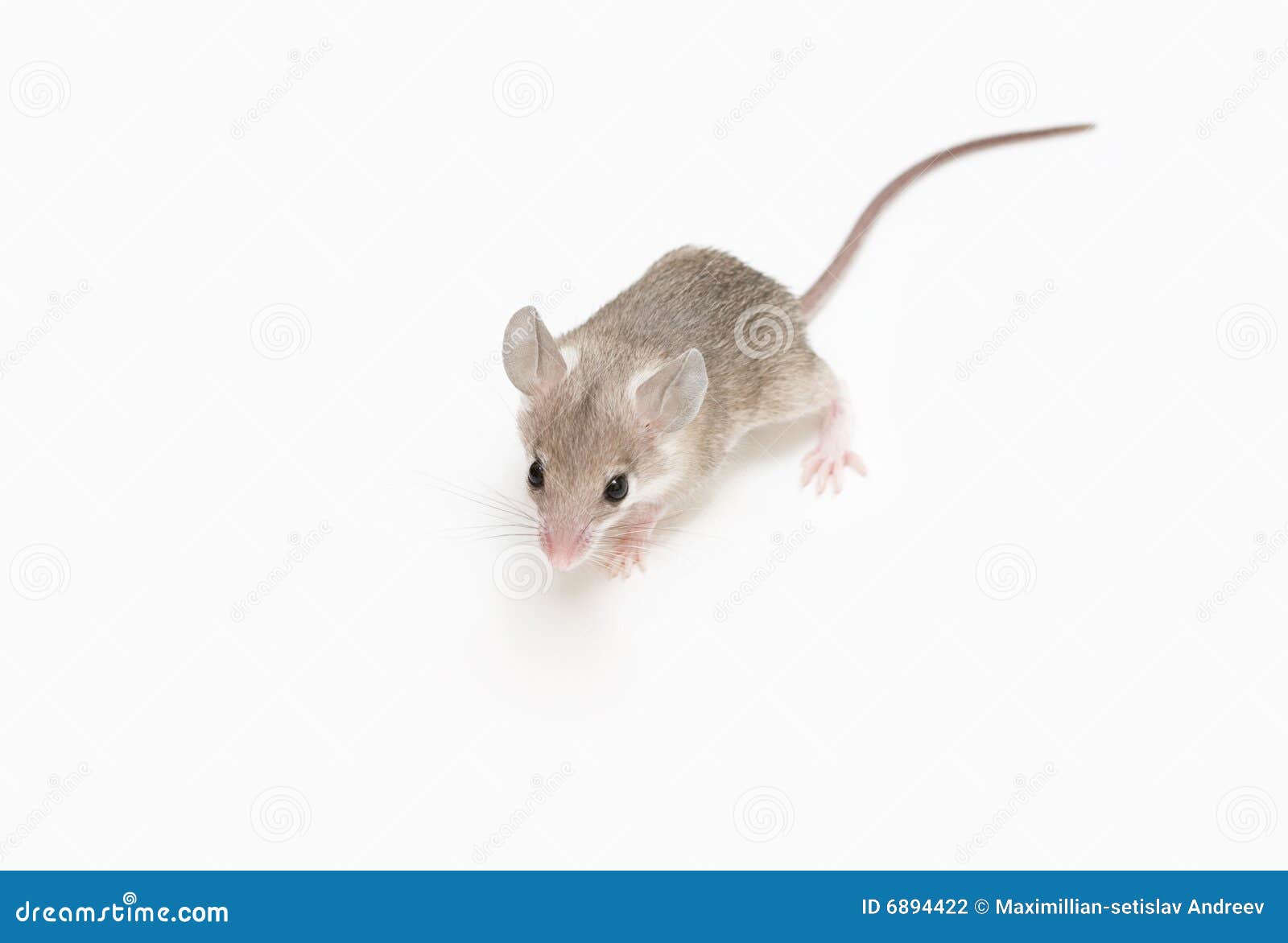 Liten mus arkivfoto. Bild av tjalla, päls, barn, biologi - 6894422