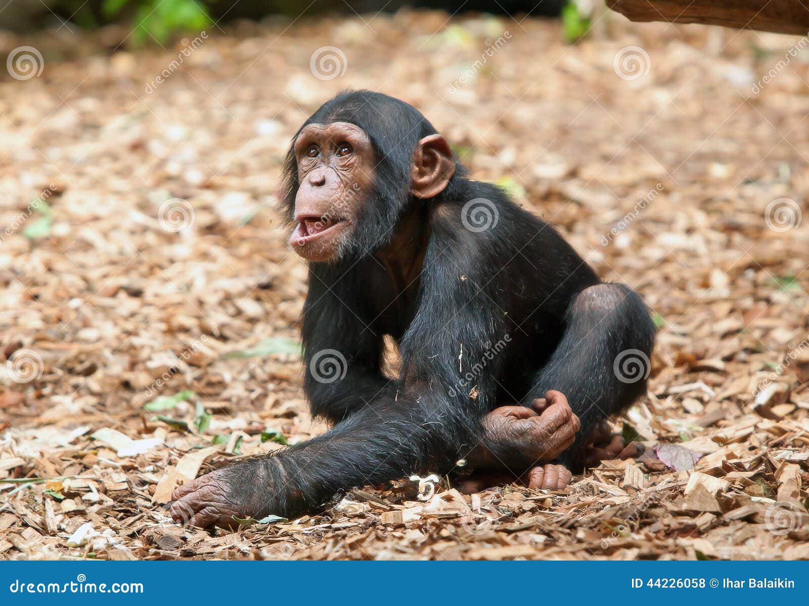 Liten schimpans arkivfoto. Bild av angus, snitt, afrika - 44226058