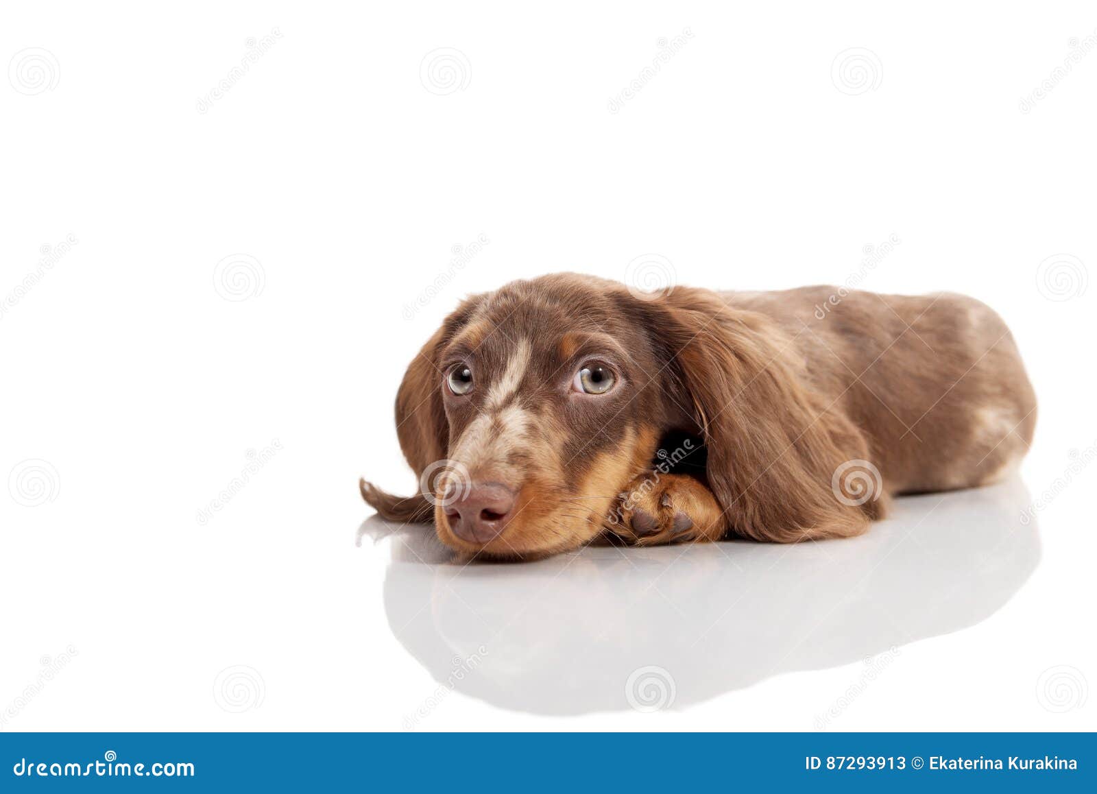 Liten taxhund fotografering för bildbyråer. Bild av älskvärt - 87293913