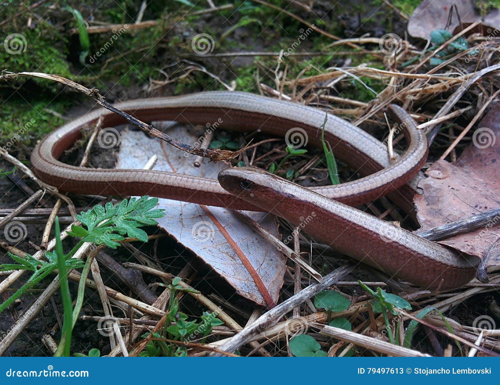 Liten vattenorm fotografering för bildbyråer. Bild av krullat - 79497613