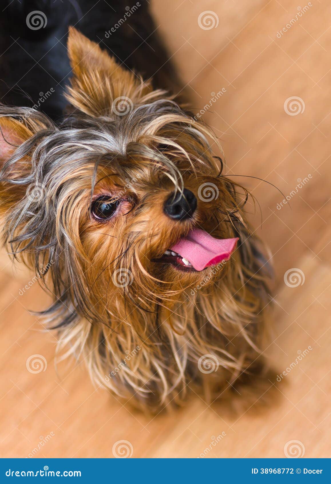 Liten Yorkshire Terrier. Frisyrhusdjur Arkivfoto - Bild av gris ...