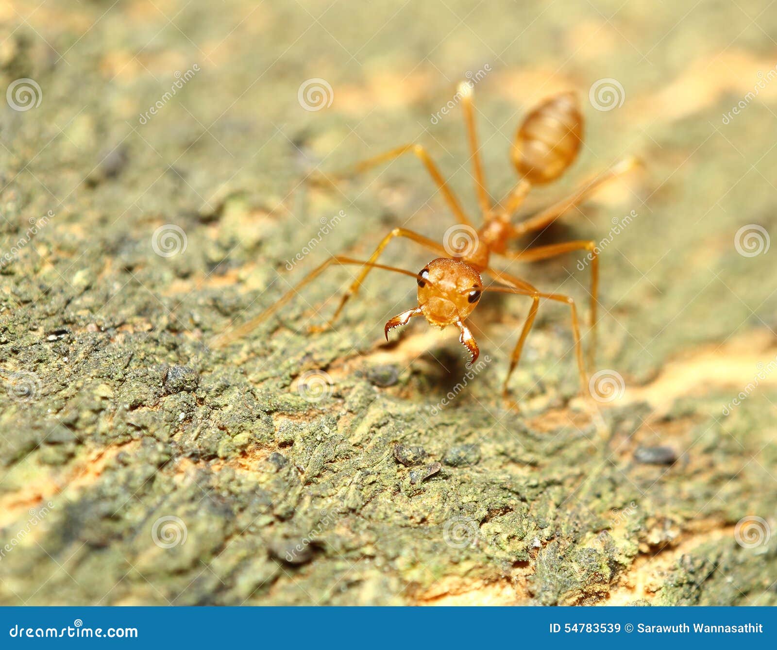 Litet fel och kryp fotografering för bildbyråer. Bild av gnista - 54783539