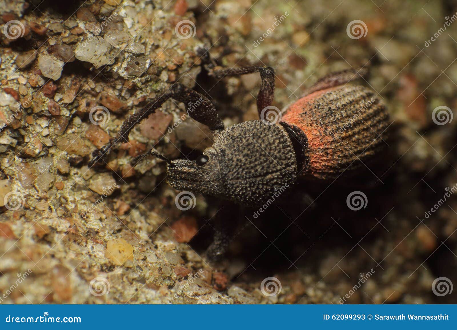 Litet kryp och fel fotografering för bildbyråer. Bild av angus - 62099293