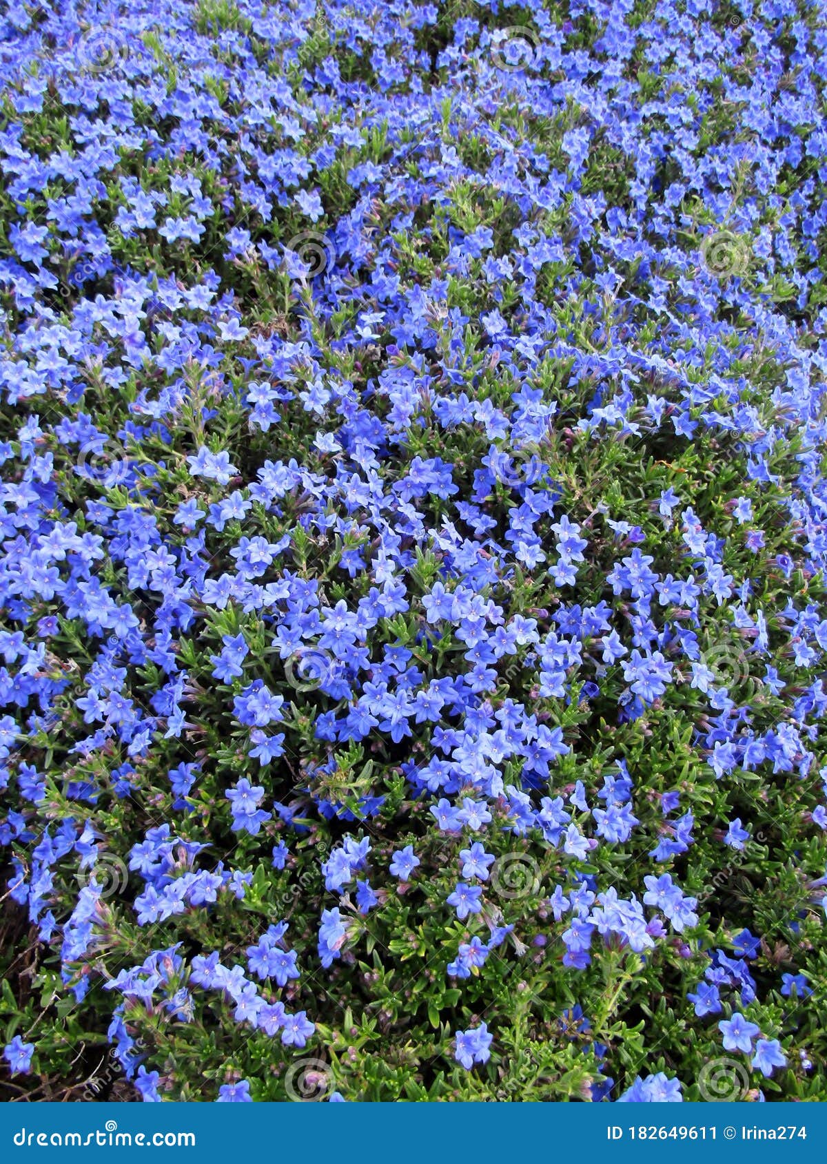 Lithodora Diffusa, The Purple Gromwell, Syn. Lithospermum Diffusa, Is A ...